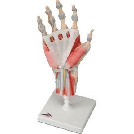 Anatomical Models | Skeleton Models | Educational Aid | HPFY